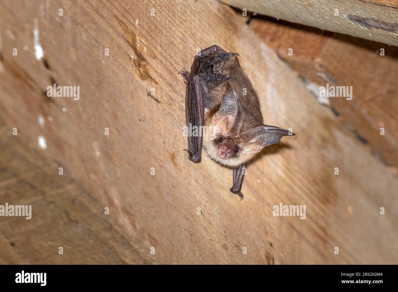 Brown long-eared Bat aka Common long-eared Bat (Plecotus auritus ...