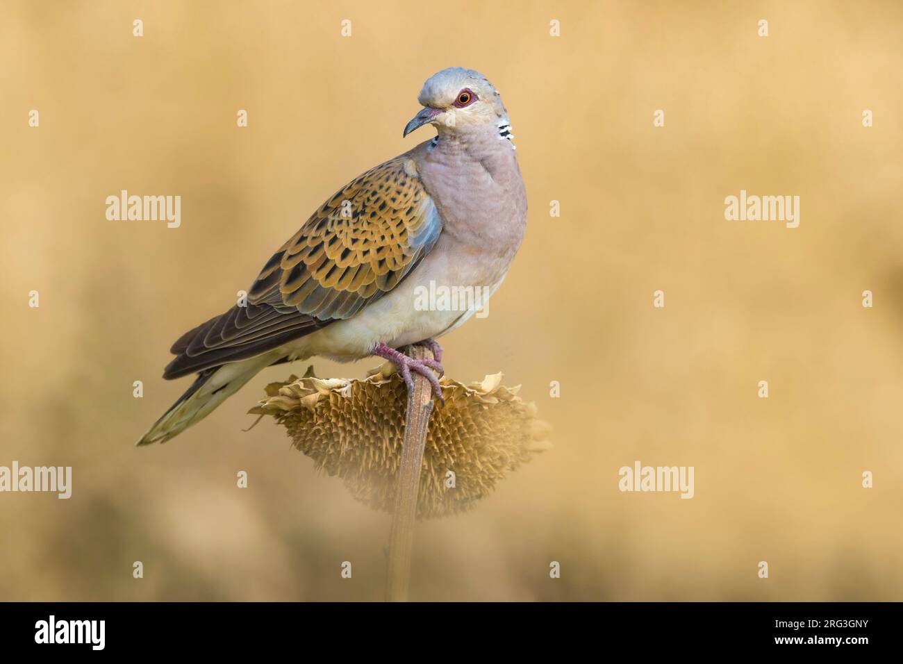 Adult Eurasian Turtle Dove, Streptopelia turtur, in Italy Stock Photo ...