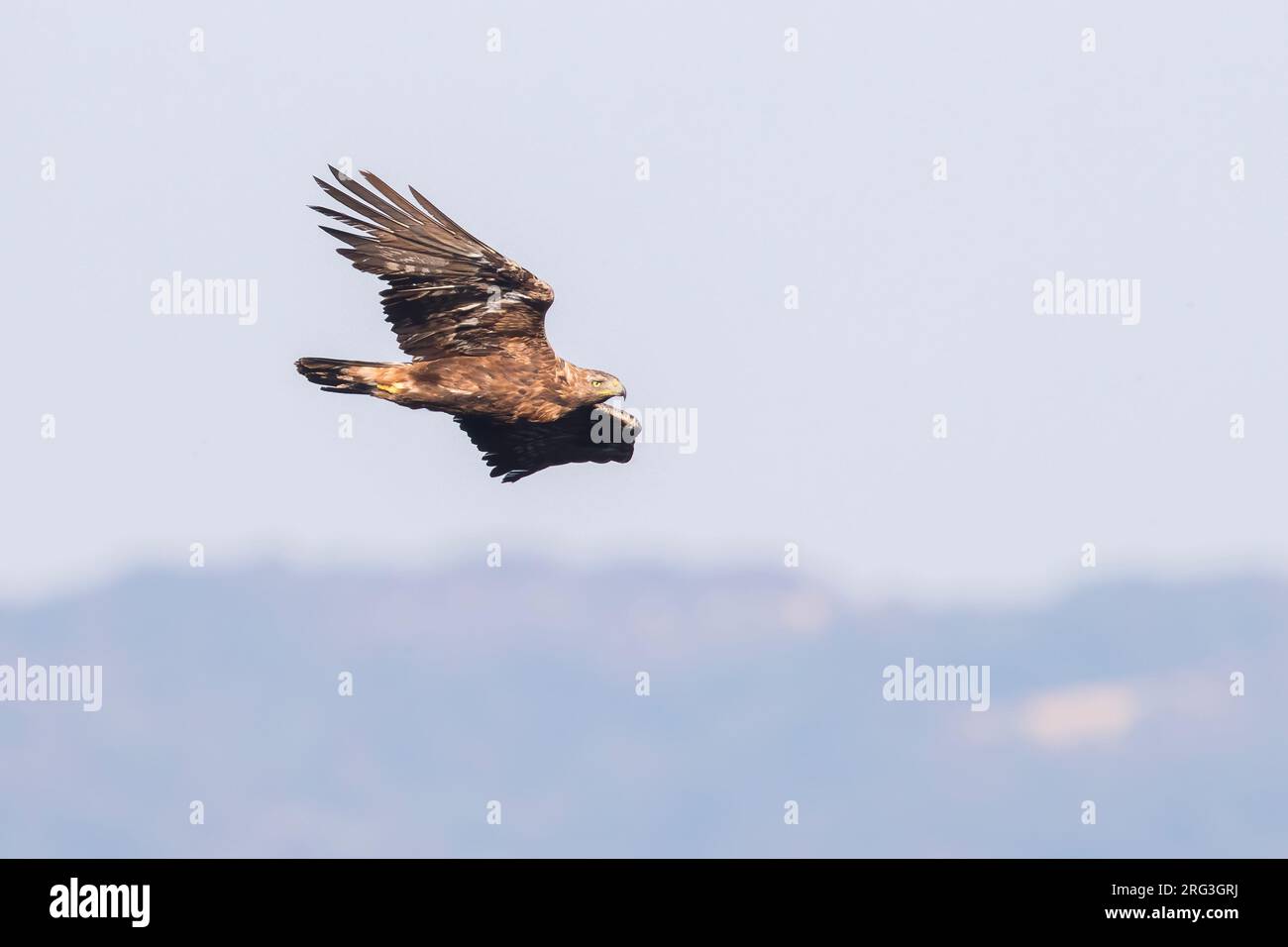 Golden Eagle (Aquila chrysaetos), adult male in flight seen from below ...