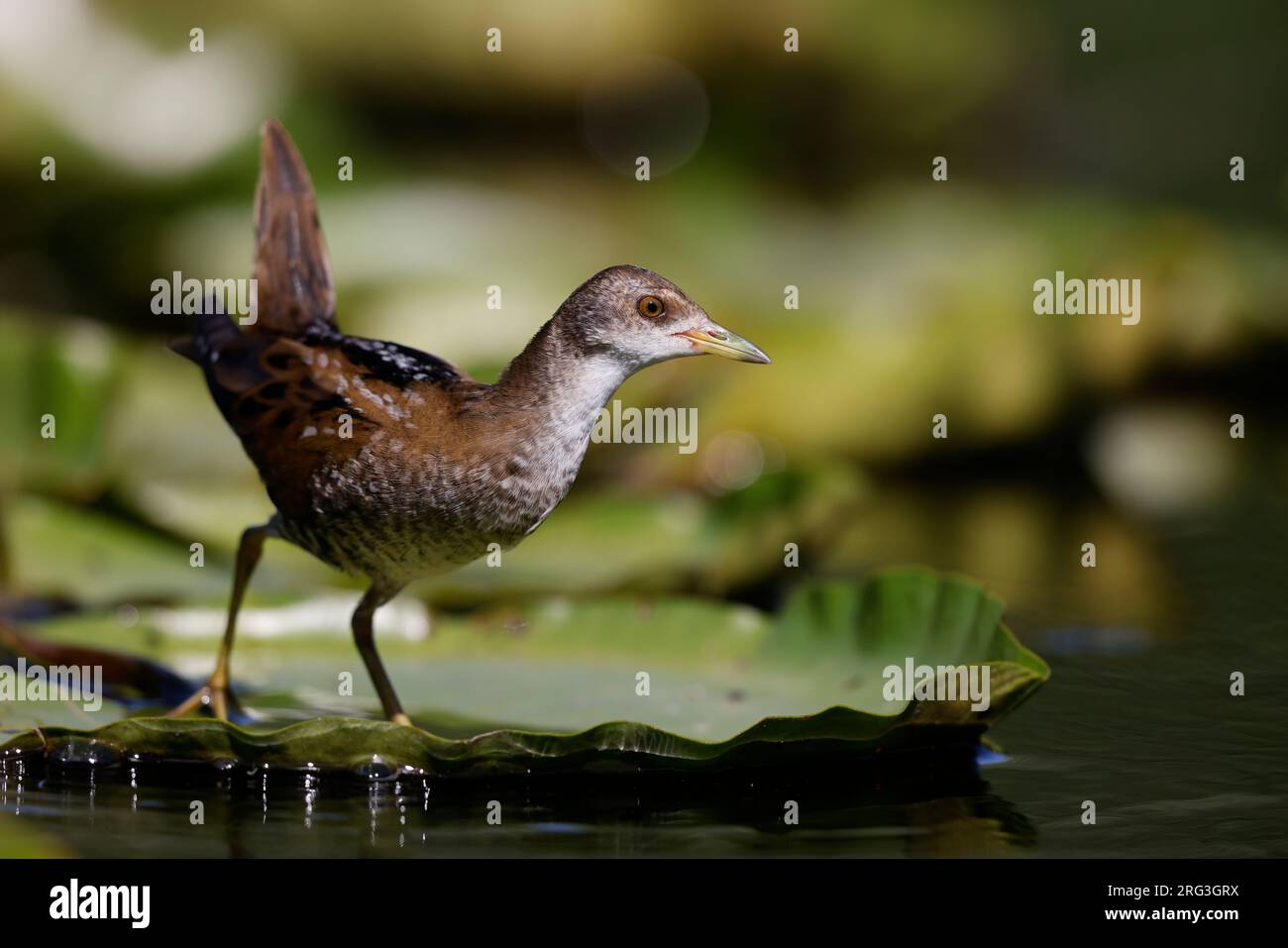 Little crake porzana parva foraging hi-res stock photography and images ...