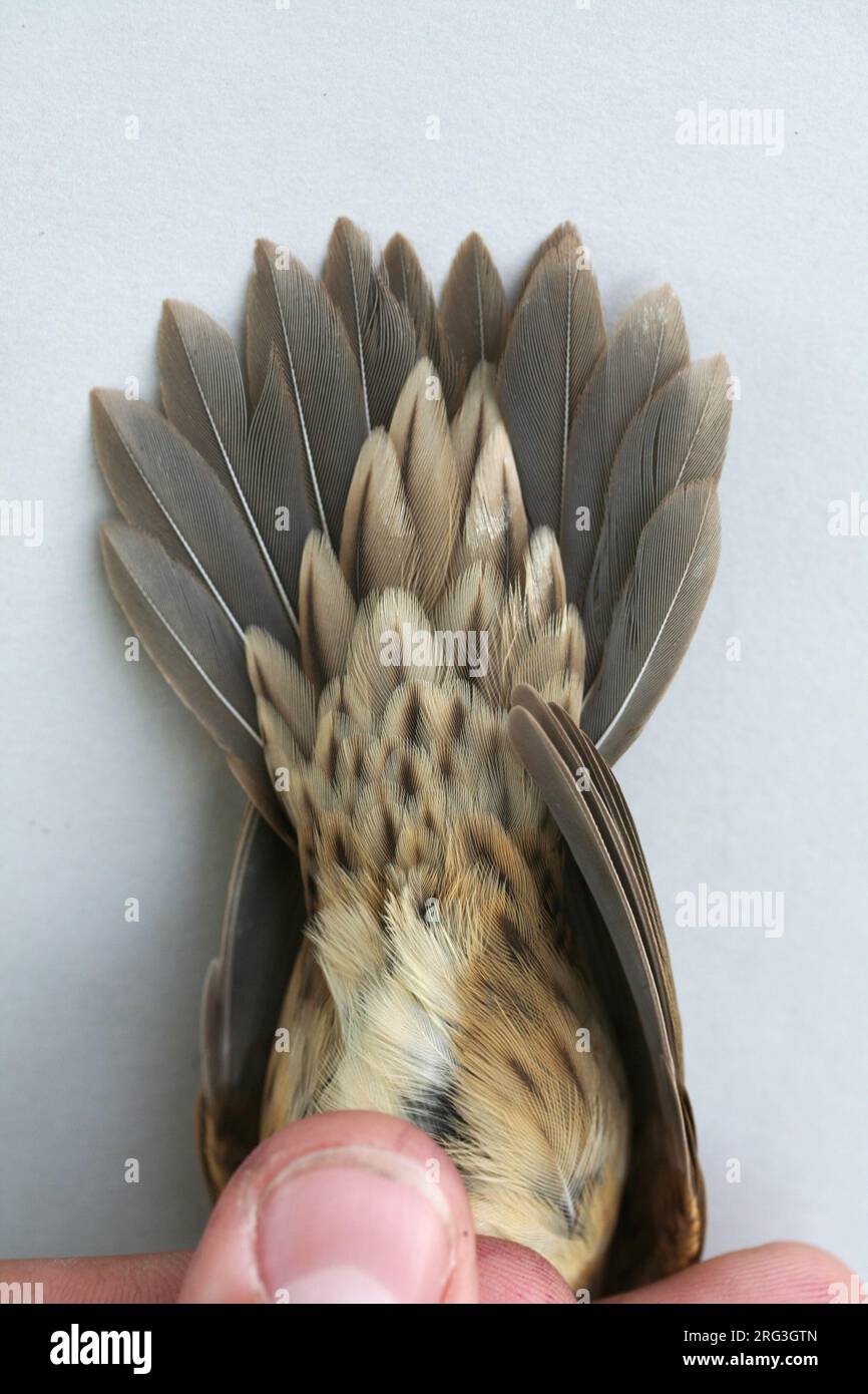 First-winter Common Grasshopper Warbler (Locustella naevia) caught in ...