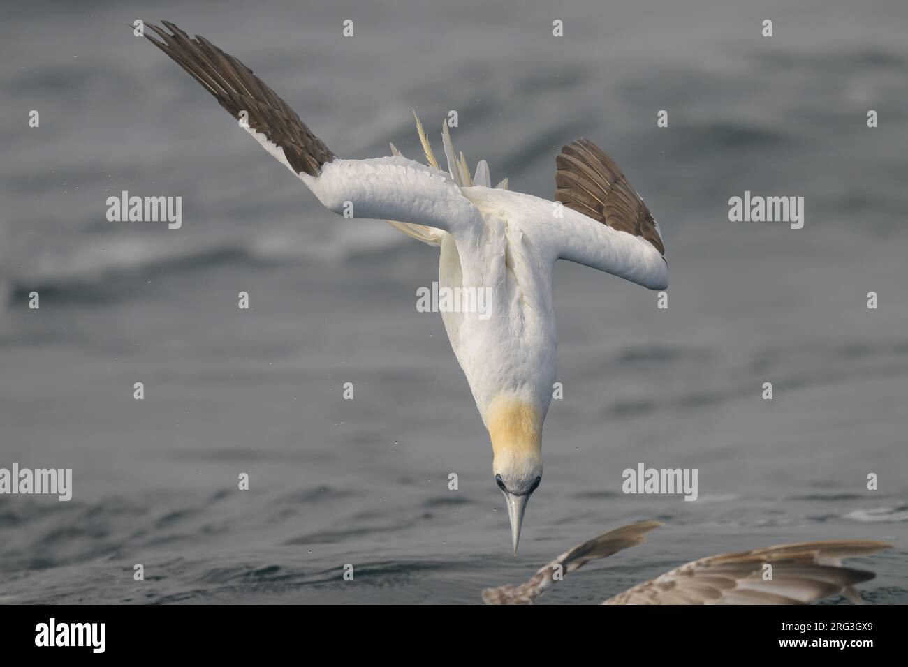 Northern gannet (Morus Bassanus) diving, with the sea as background ...