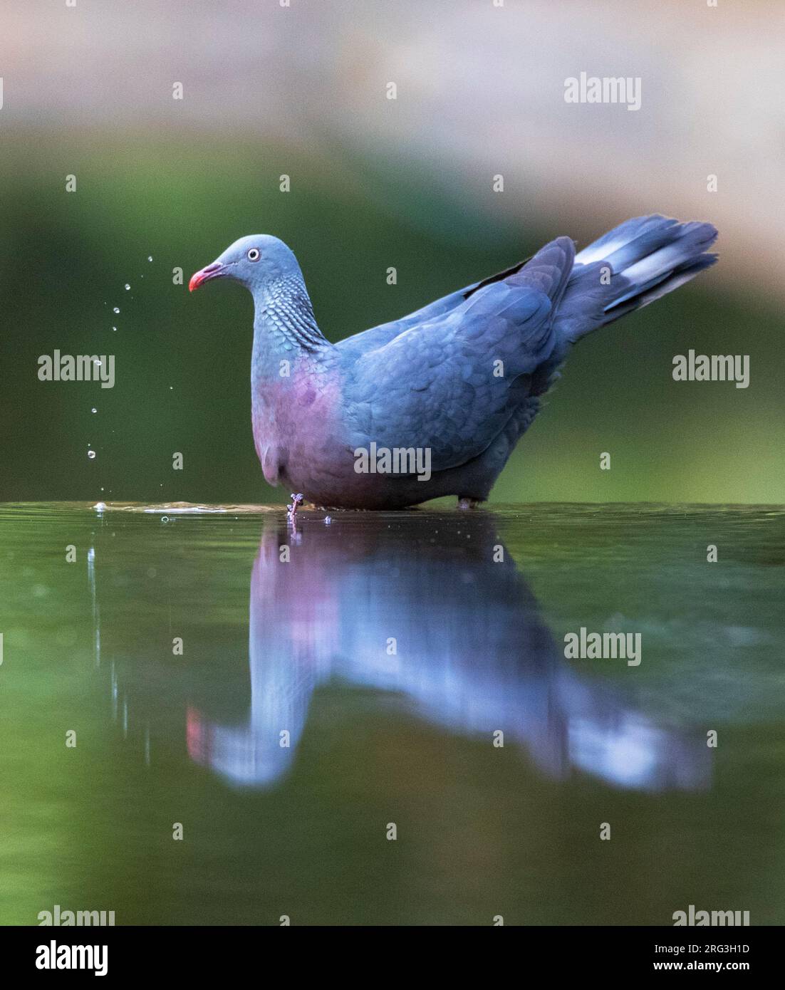 Endemic Trocaz Pigeon (Columba trocaz), also known as Madeira laurel ...