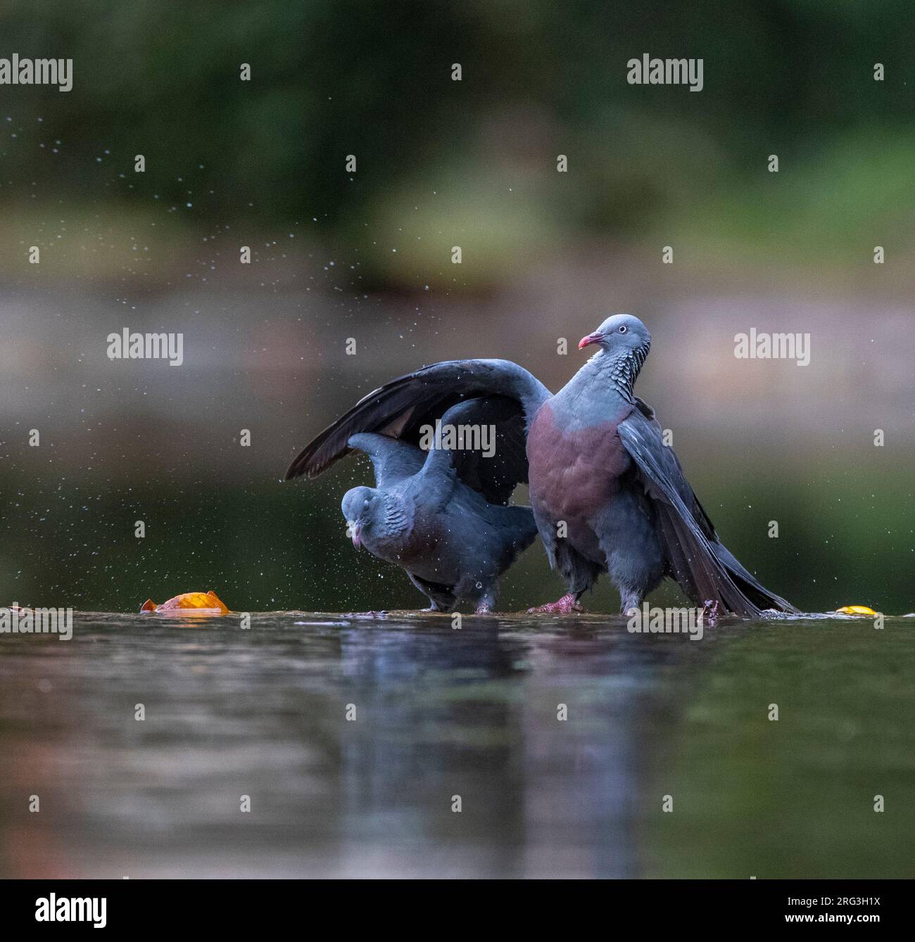 Endemic Trocaz Pigeon (Columba trocaz), also known as Madeira laurel ...