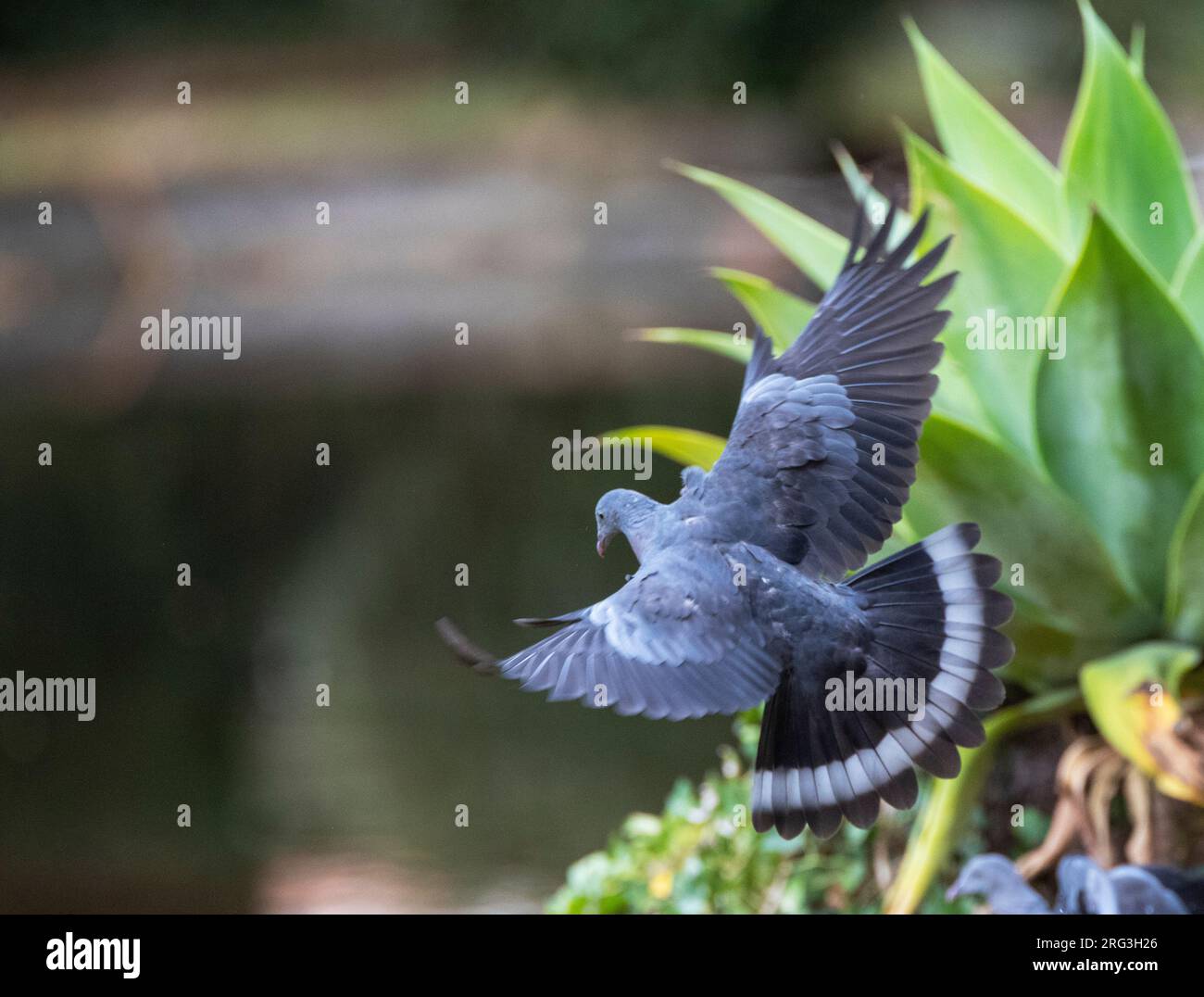 Endemic Trocaz Pigeon (Columba trocaz), also known as Madeira laurel ...