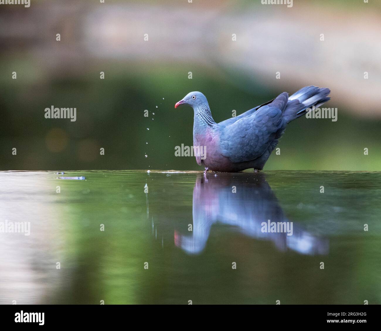 Endemic Trocaz Pigeon (Columba trocaz), also known as Madeira laurel ...