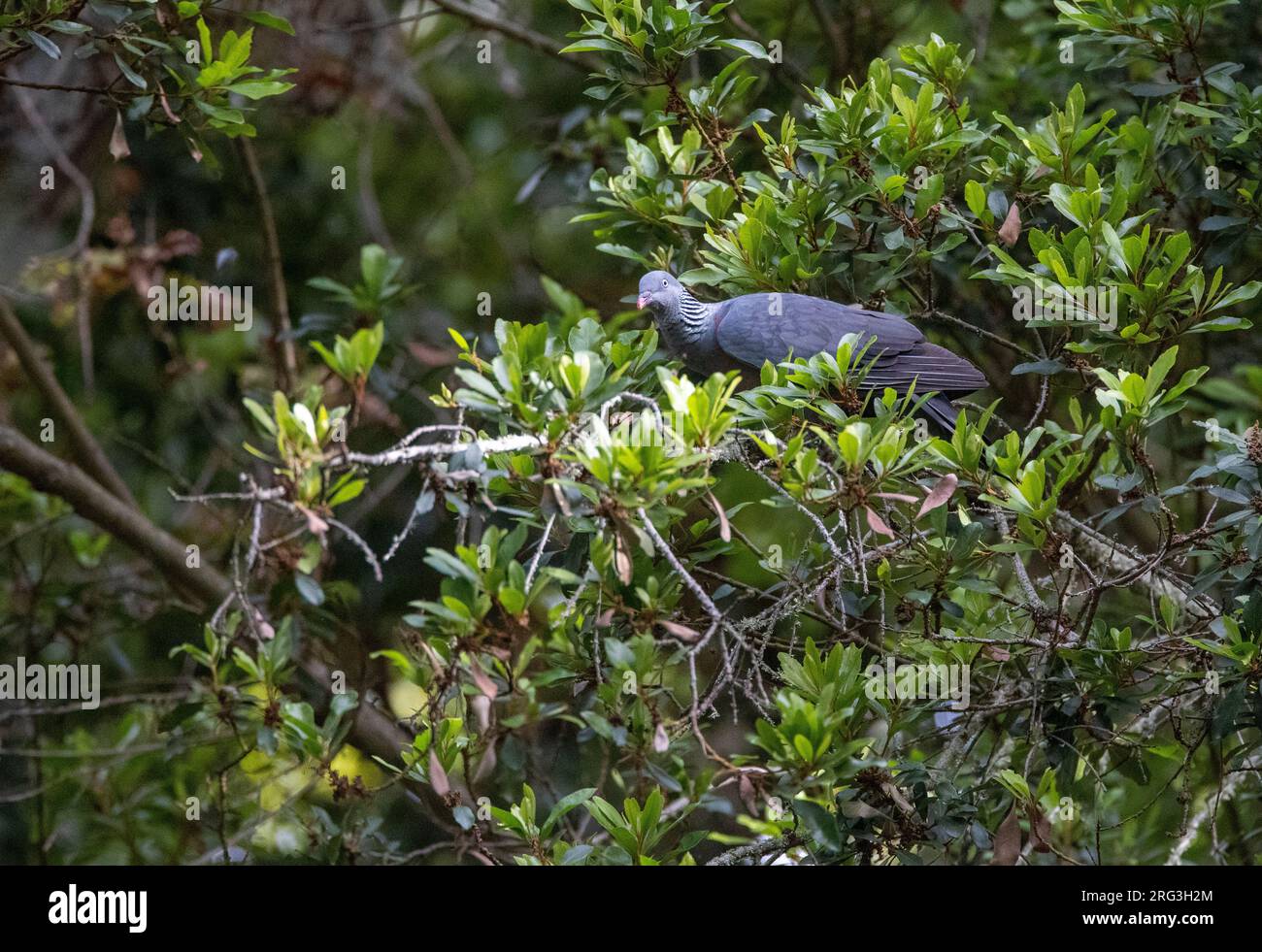 Endemic Trocaz Pigeon (Columba trocaz), also known as Madeira laurel pigeon or Long-toed pigeon ...
