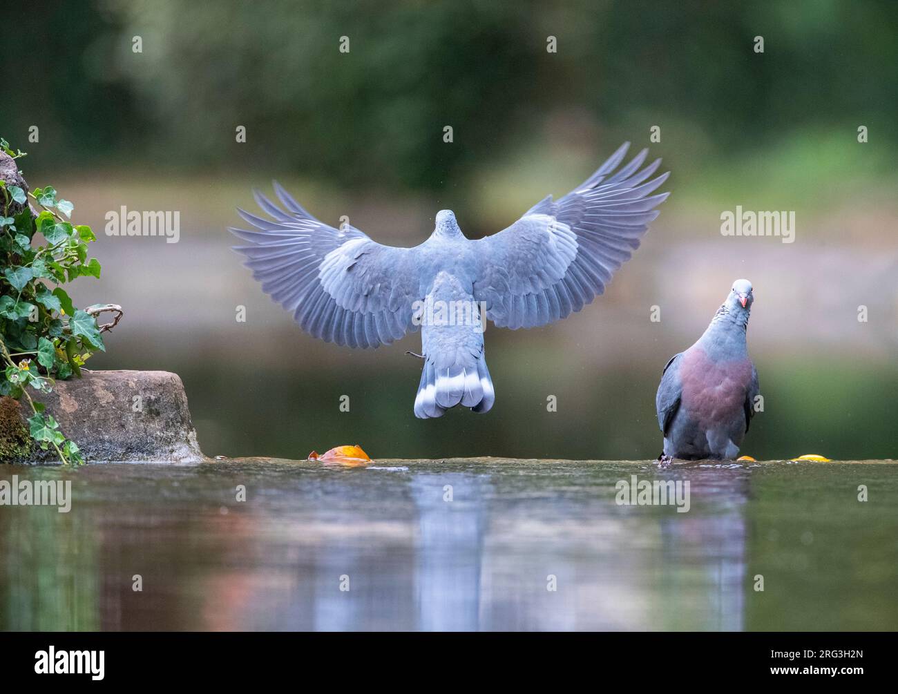 Endemic Trocaz Pigeon (Columba trocaz), also known as Madeira laurel ...