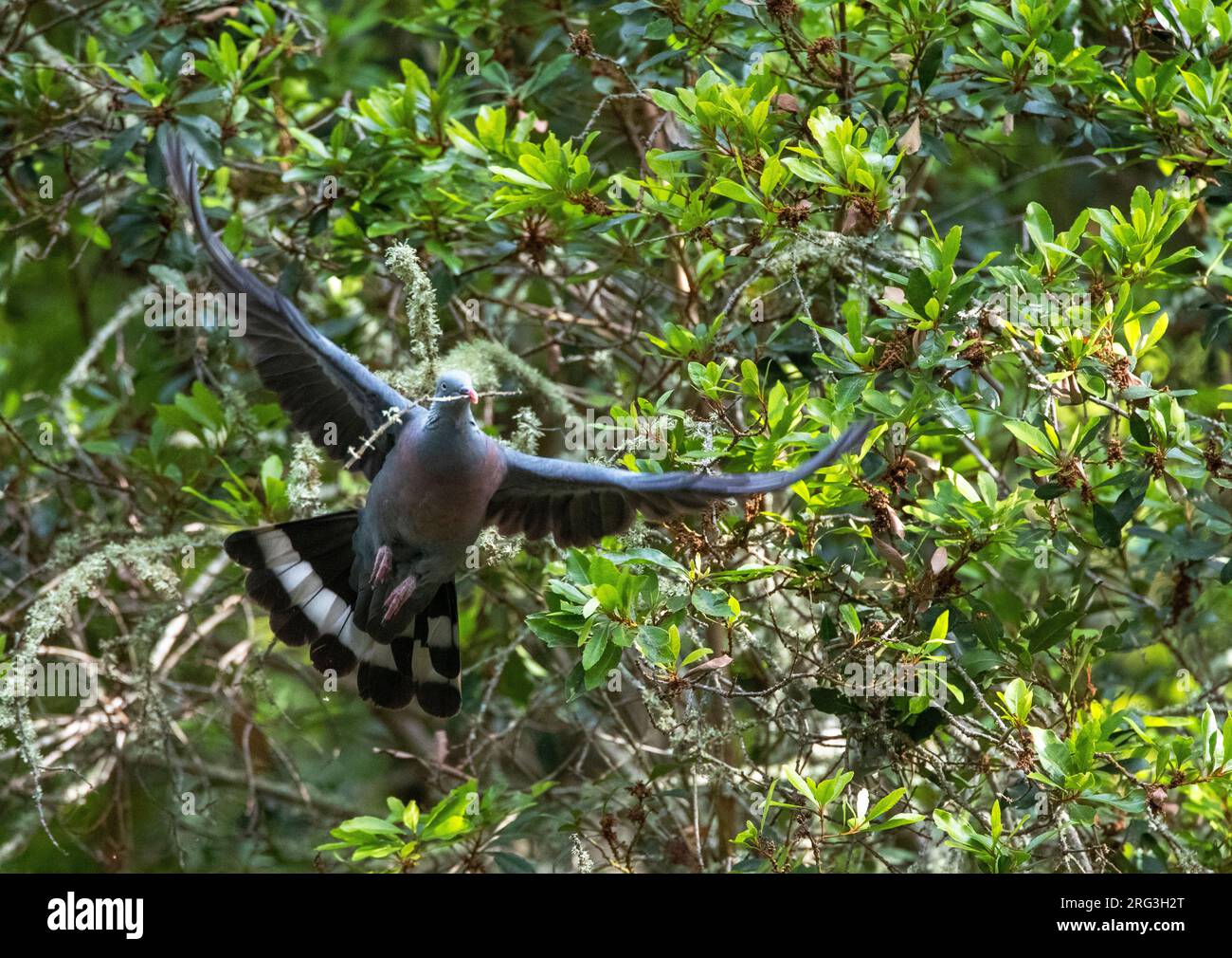 Endemic Trocaz Pigeon (Columba trocaz), also known as Madeira laurel ...