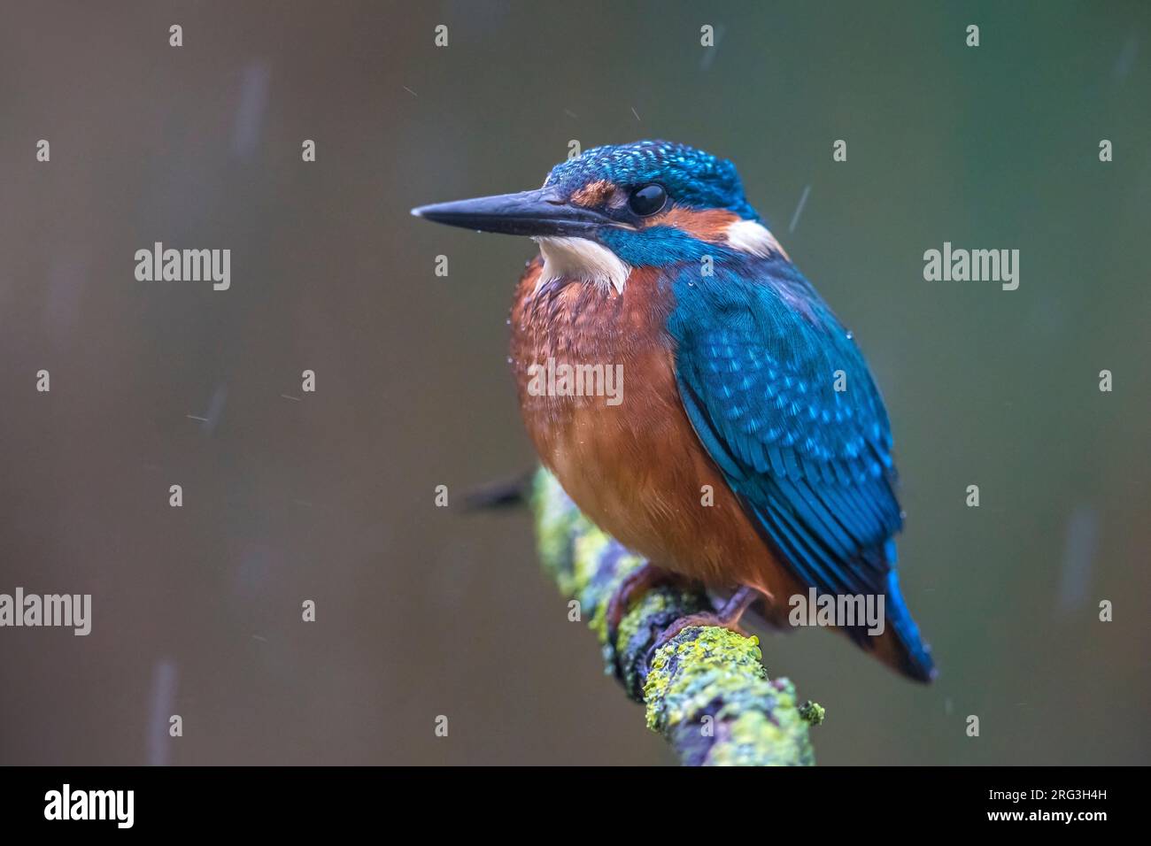 Common Kingfisher; Alcedo atthis Stock Photo - Alamy