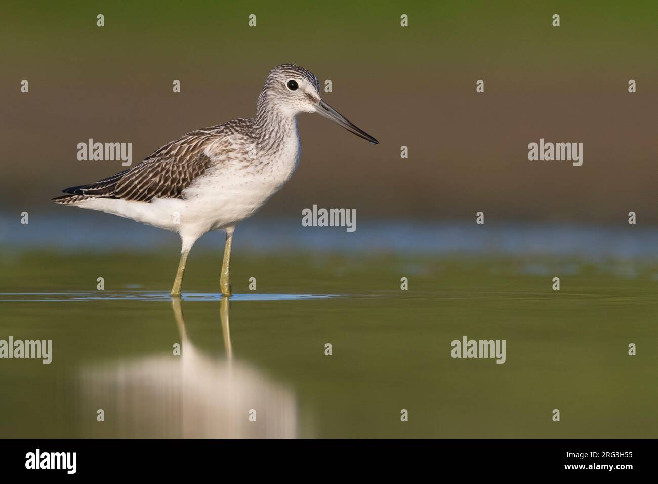 Common Greenshank, Tringa nebularia, in Italy. Standing in shallow ...