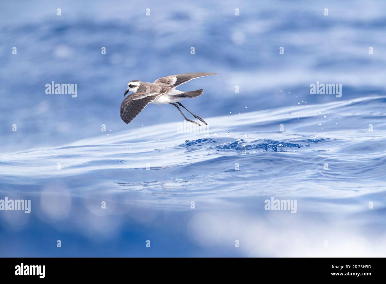 White-faced Storm-Petrel (Pelagodroma marina) foraging on the Atlantic ...