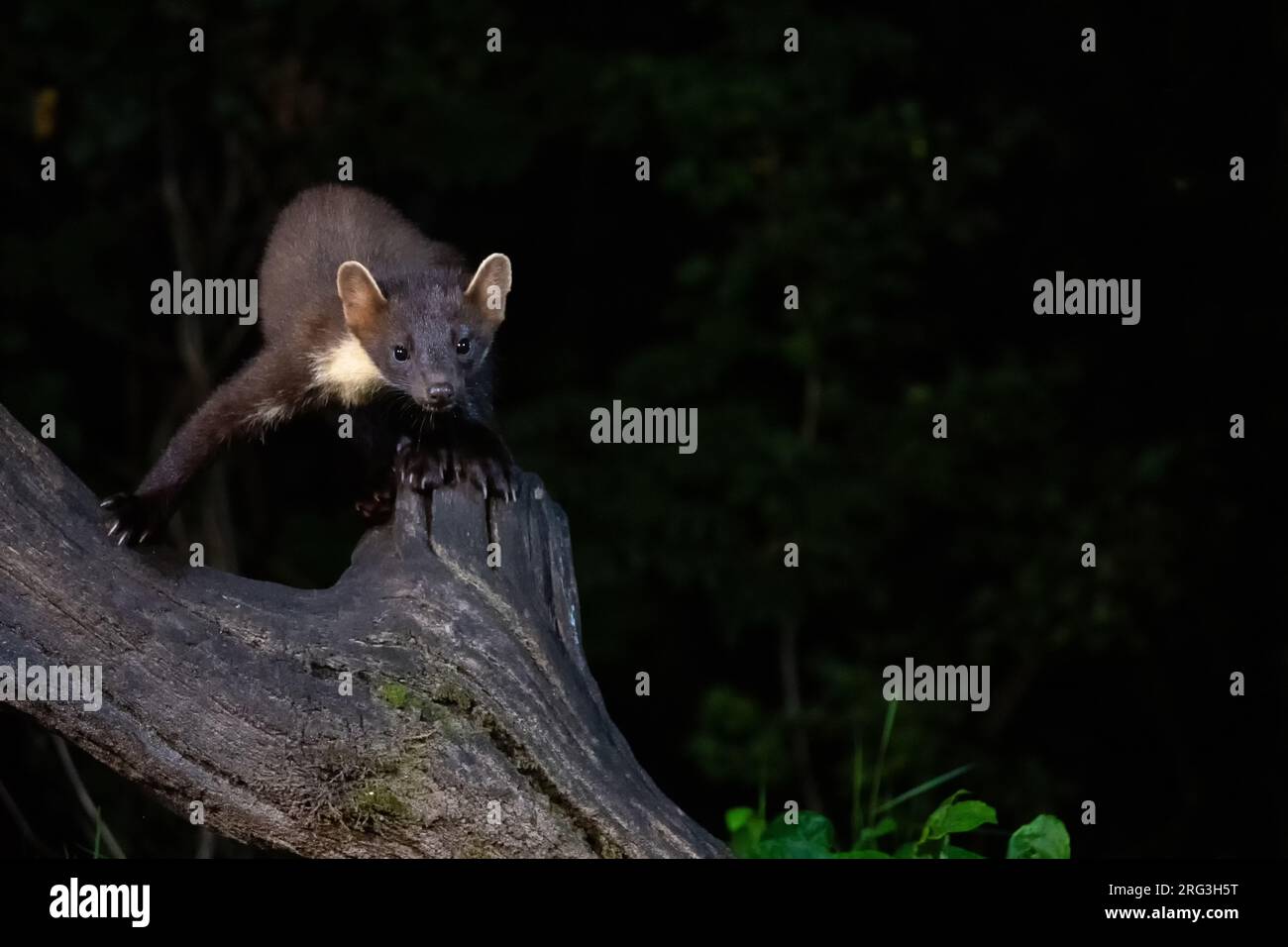 Tree, Marter in a dead tree. The picture is taken at night. Dark ...