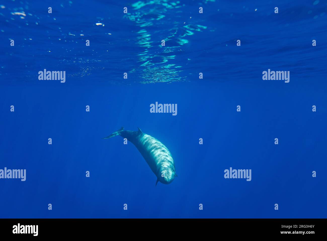 Cuvier's Beaked Whale (Ziphius cavirostris) swimming along our boat ...