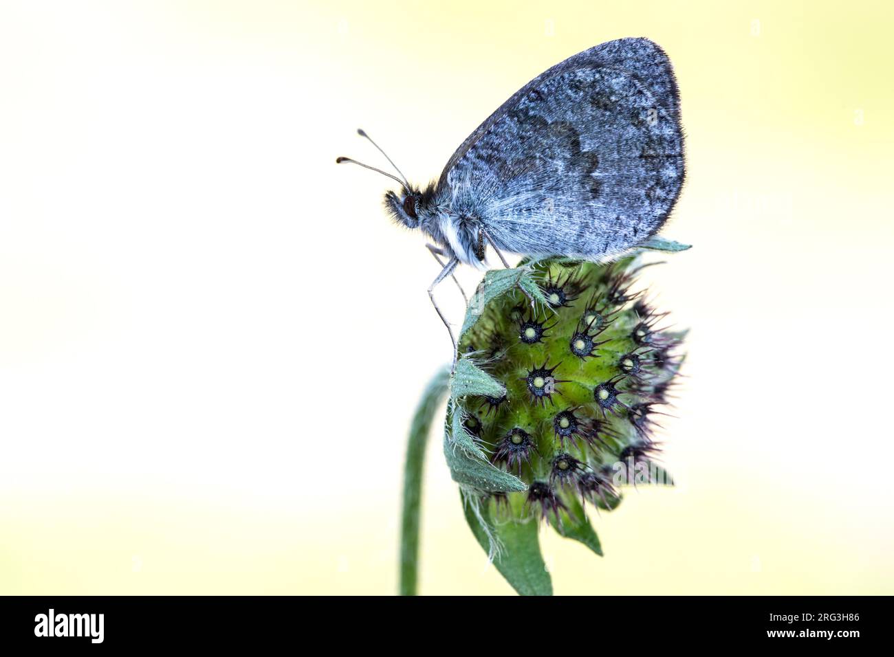 Swiss insects hi-res stock photography and images - Alamy