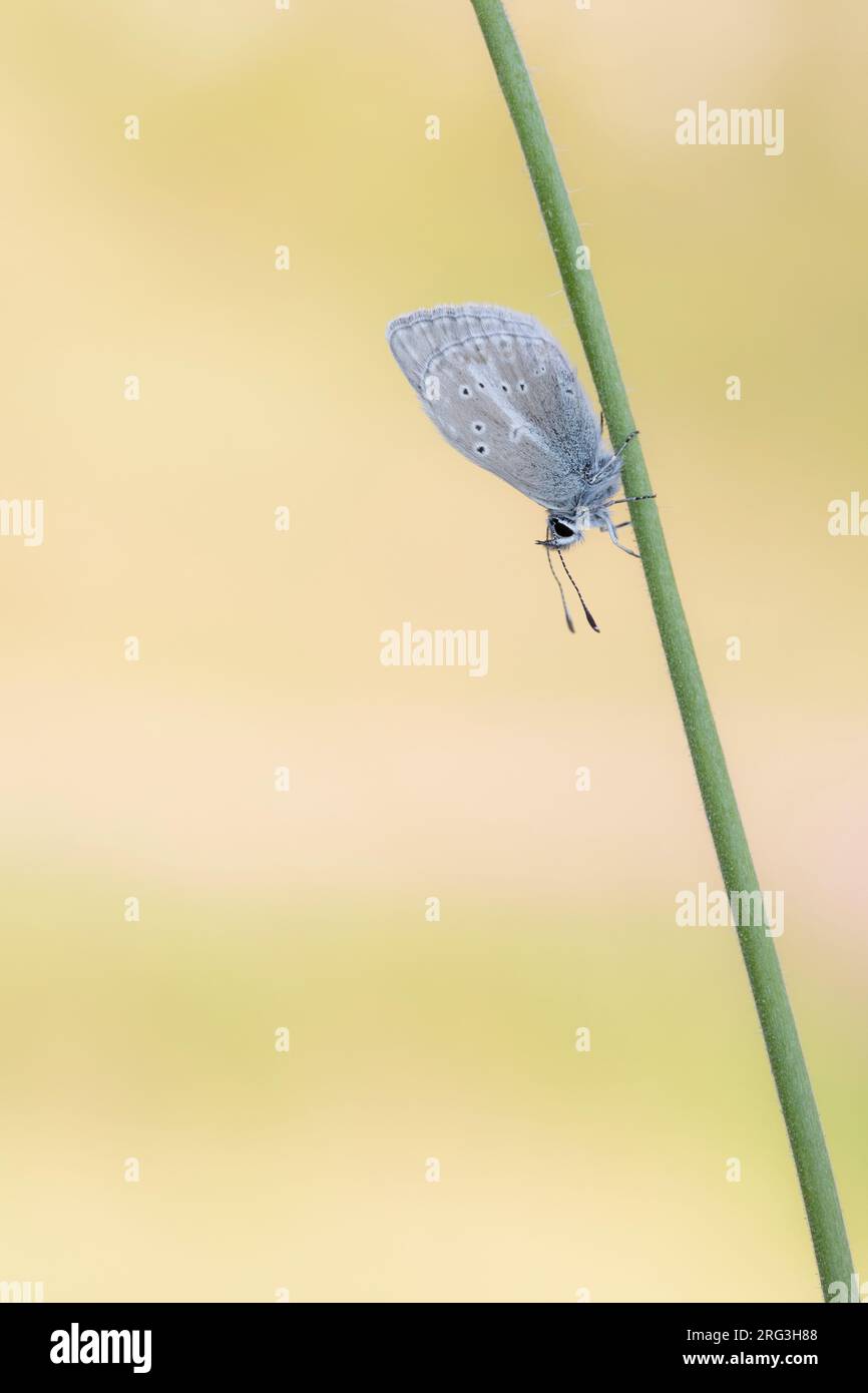 Nicias hi-res stock photography and images - Alamy