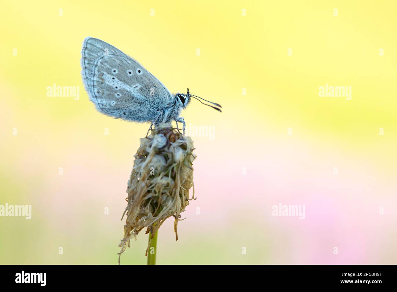 Nicias hi-res stock photography and images - Alamy