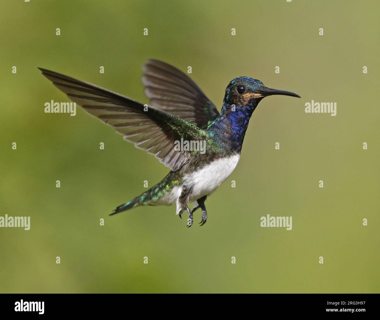 White-necked Jacobin (Florisuga mellivora) at ProAves Blue-billed ...