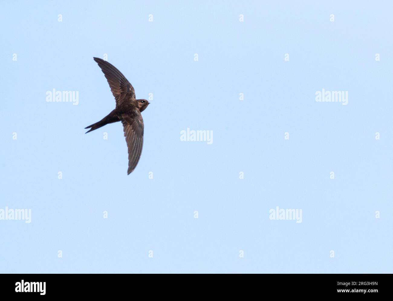 Plain swift apus unicolor hi-res stock photography and images - Alamy