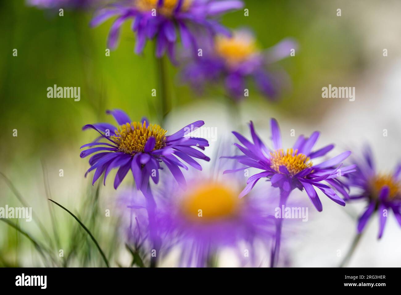 Alpine aster, Aster alpinus Stock Photo - Alamy