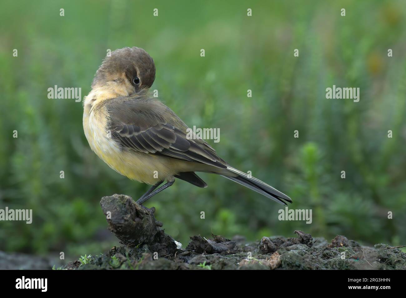 Western Yellow Wagtail (Motacilla flava), juvenile bird preening back ...