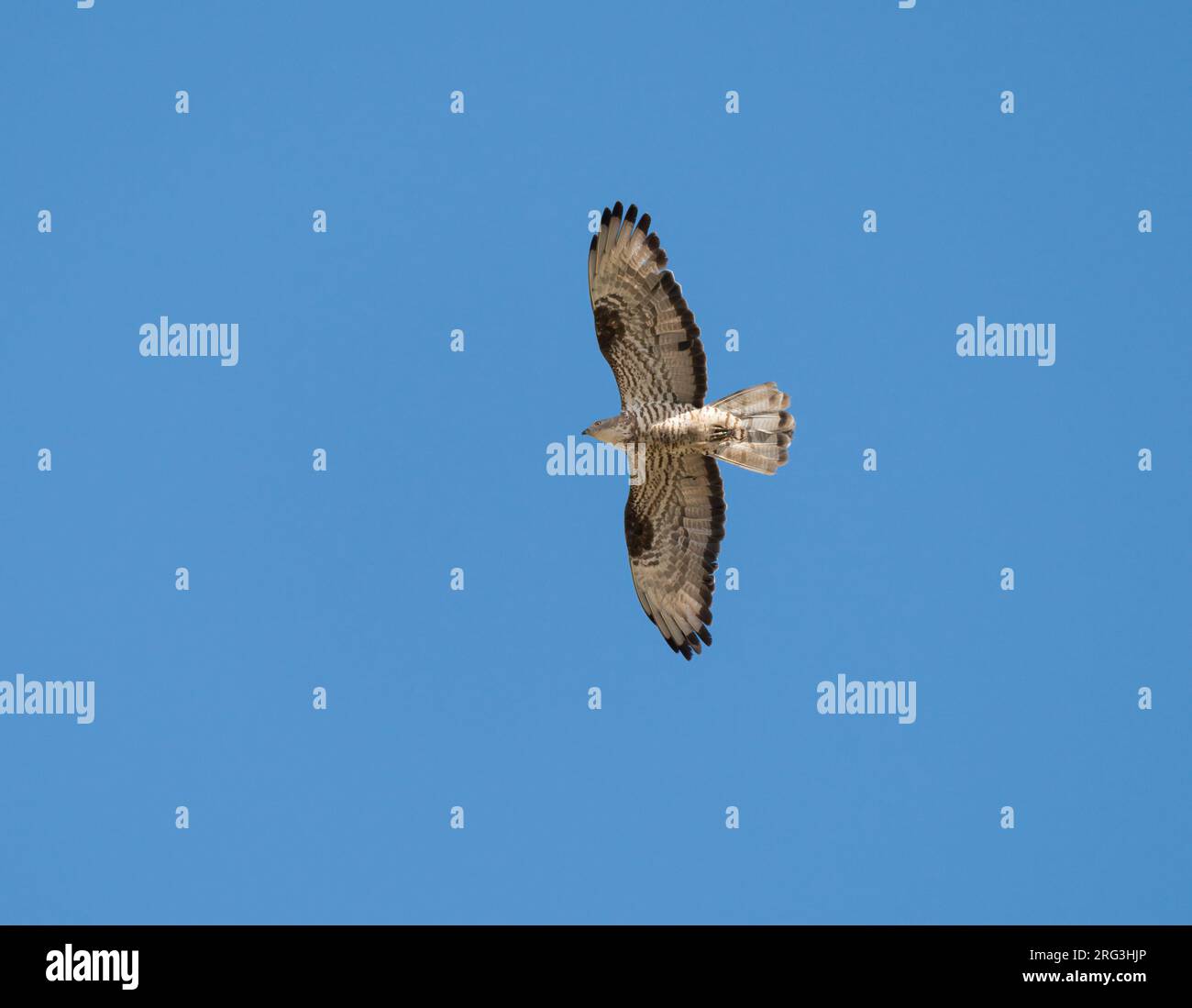 Adult European Honey Buzzard (Pernis apivorus) flying, migrating in ...