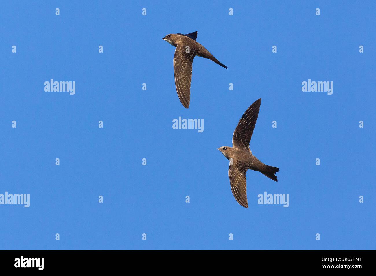 twee Alpengierzwaluwen in de vlucht; Two Alpine Swifts in flight Stock ...