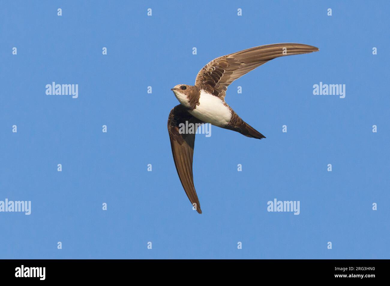 Alpengierzwaluw in de vlucht; Alpine Swift in flight Stock Photo - Alamy