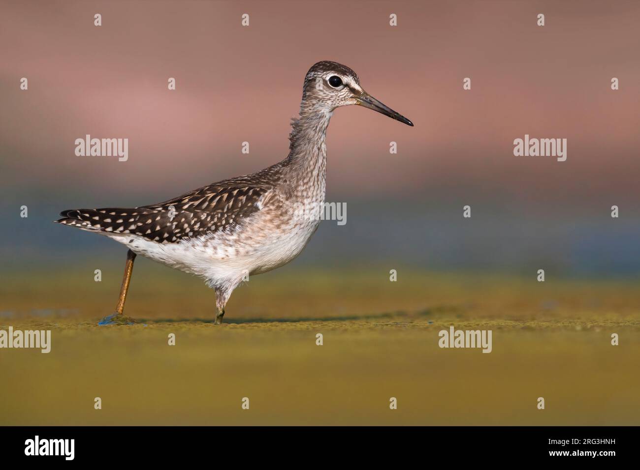 Bosruiter; Wood Sandpiper; Tringa glareola Stock Photo - Alamy