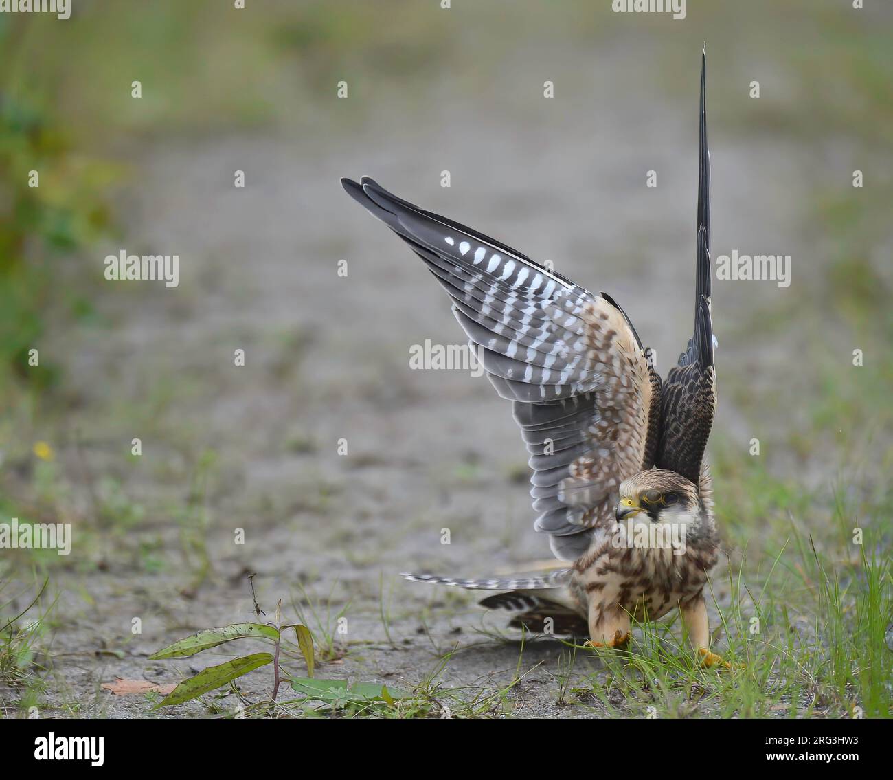 Red-footed Falcon (Falco vespertinus), young bird spreading wings on ...