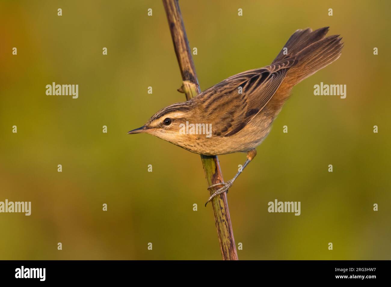 Sedge Warbler (Acrocephalus schoenobaenus) perched on a small branch in ...