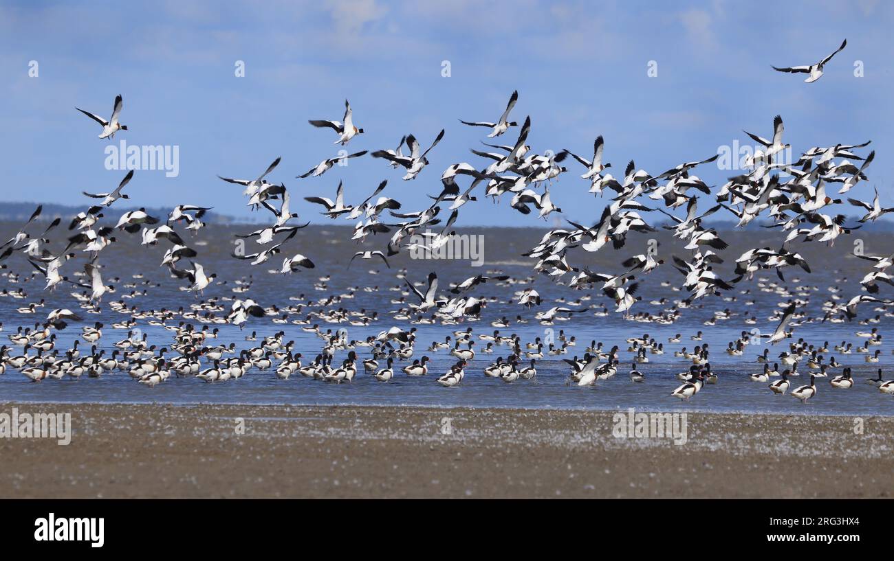 De Waddenzee is een belangrijk ruigebied voor de bergeend. In de ...