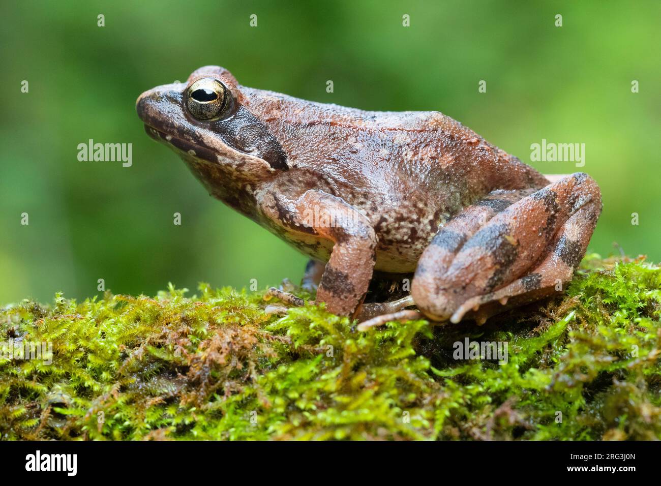 Italian Stream Frog (Rana italica), side view of an adult on some moss ...