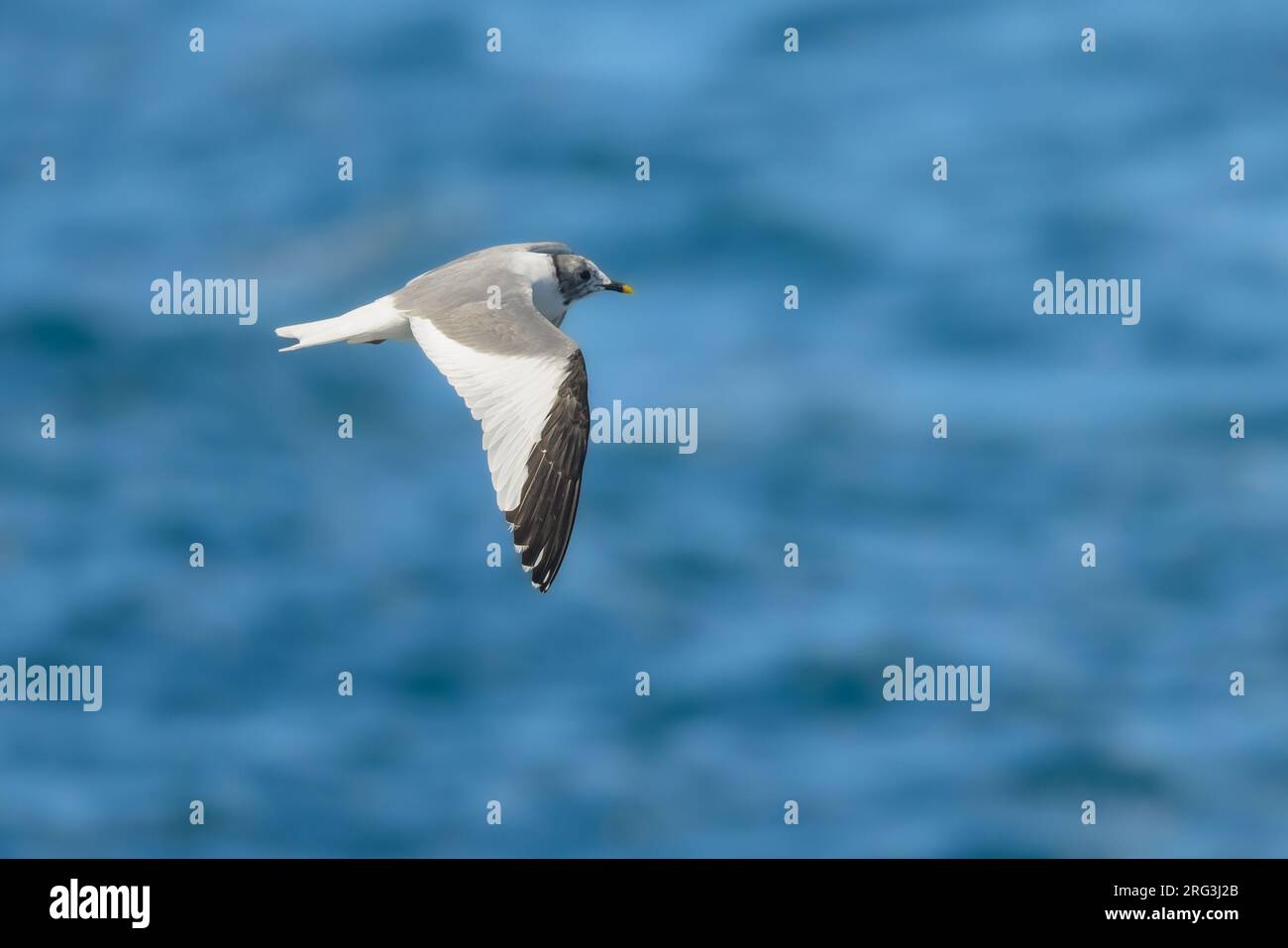 Adult Sabine's gull (Xema sabini) in flight, with the sea as background ...