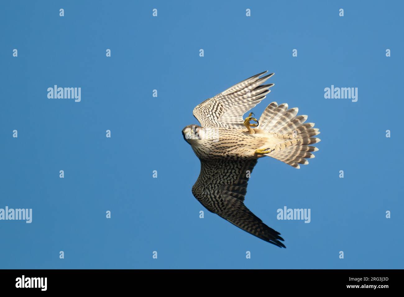 Peregrine Falcon (Falco peregrinus calidus), juvenile bird in flight ...