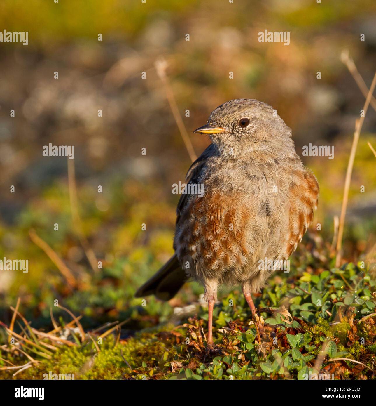 Alpine Accentor - Alpenbraunelle - Prunella collaris ssp. collaris ...