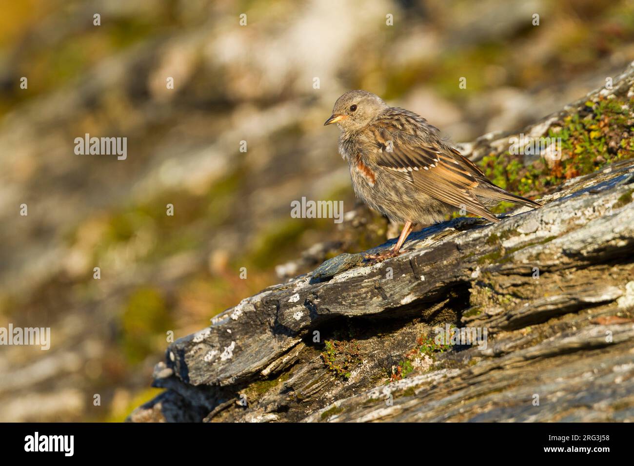 Alpine Accentor - Alpenbraunelle - Prunella collaris ssp. collaris ...