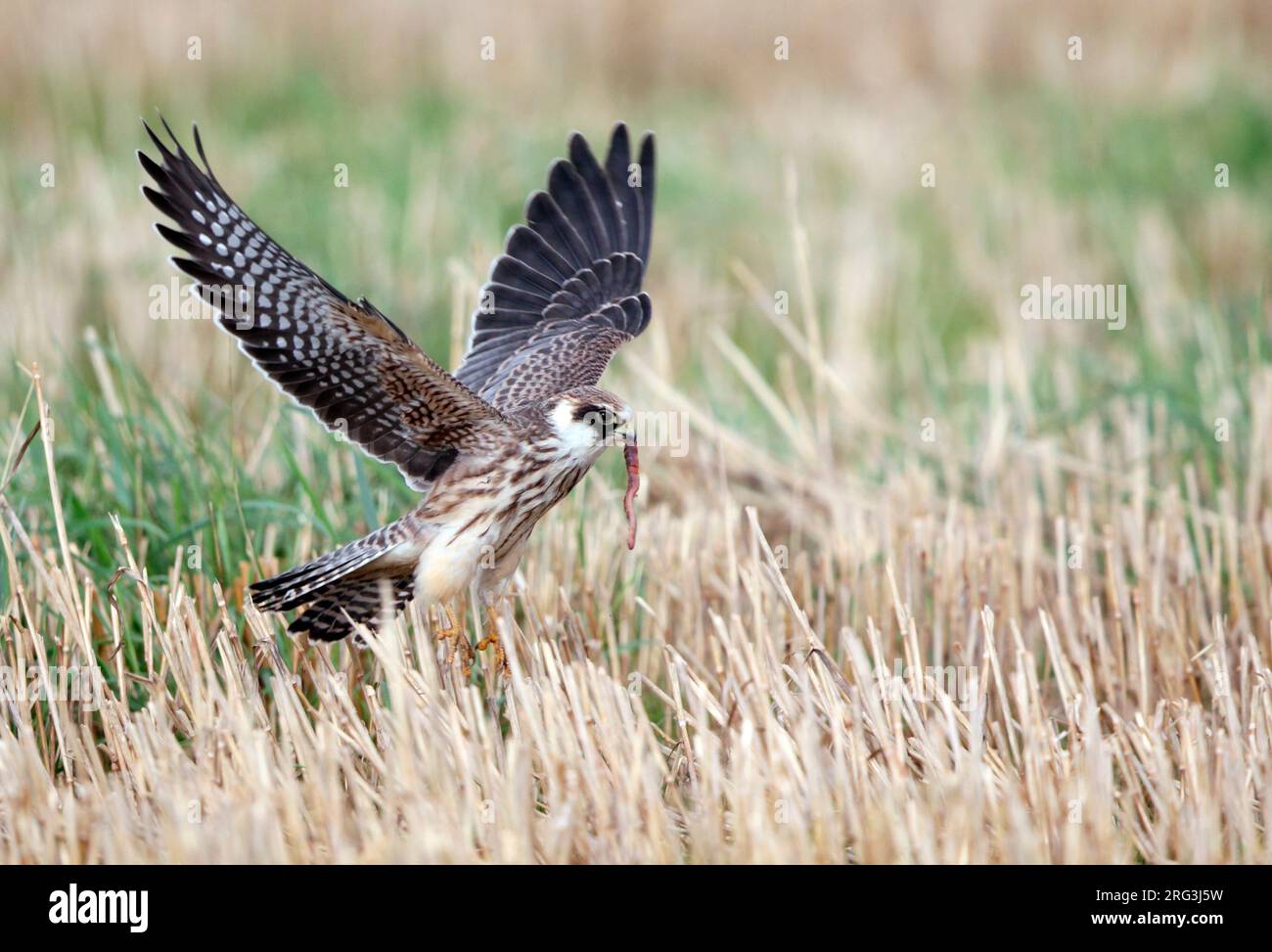 Red-footed Falcon, Falco vespertinus, juvenile at Gilleleje, Denmark ...