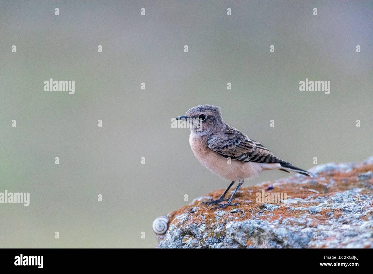 Pied Wheatear (Oenanthe pleschanka) during autumn migration at Cape ...