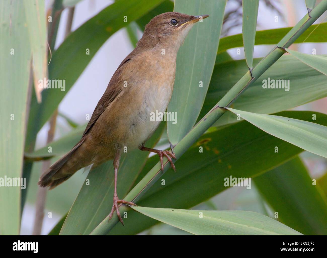 Snor; Savi's Warbler; Locustella luscinioides Stock Photo - Alamy
