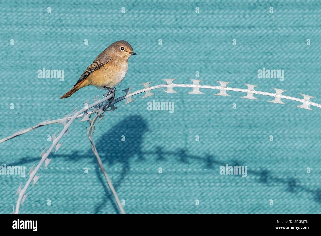 Female / juvenile Common Redstart (Phoenicurus phoenicurus phoenicurus ...