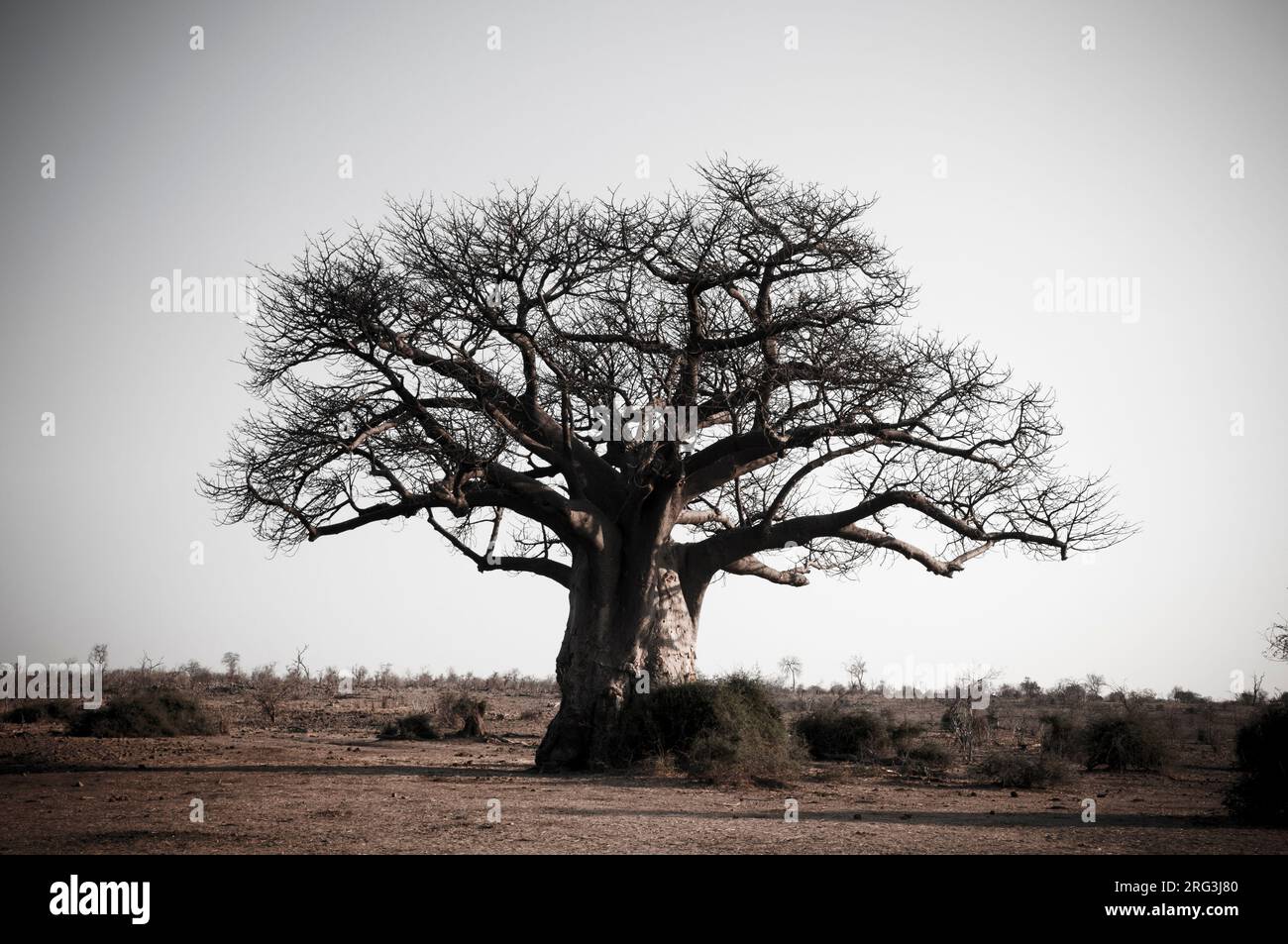 A lone baobab tree, Adansonia species, in a vast desolate landscape ...