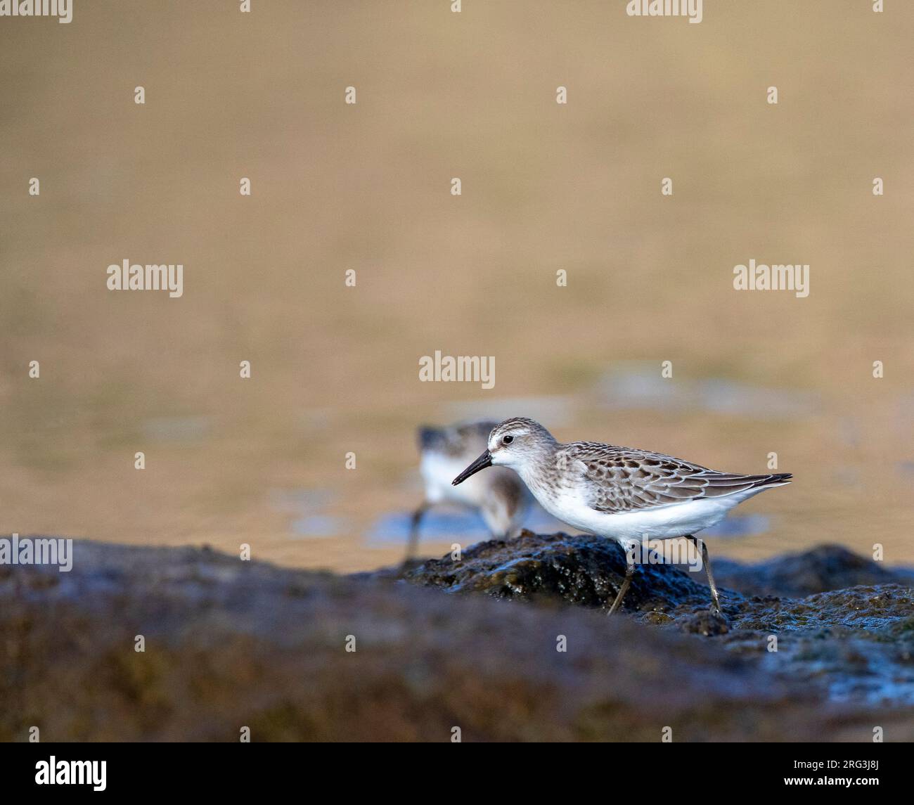 Immature Semipalmated Sandpiper (Calidris pusilla) at Cabo da Praia ...