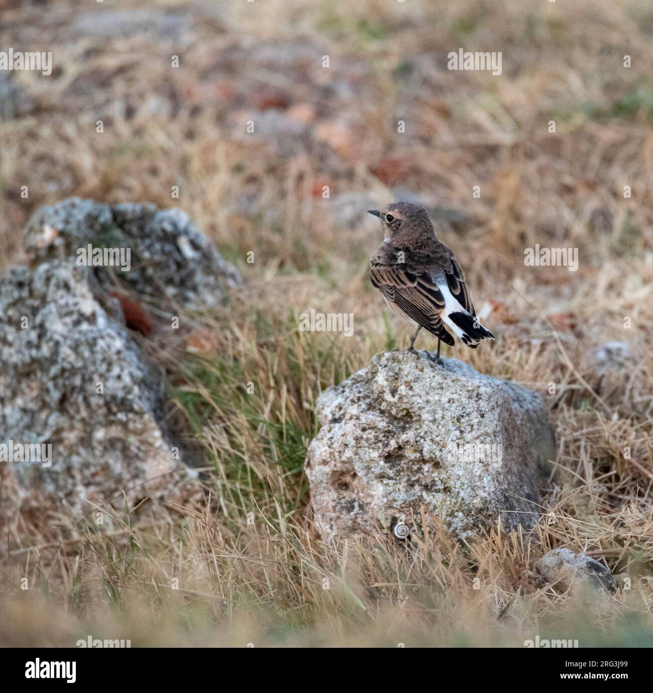 Immature Pied Wheatear (Oenanthe pleschanka) during autumn migration at ...