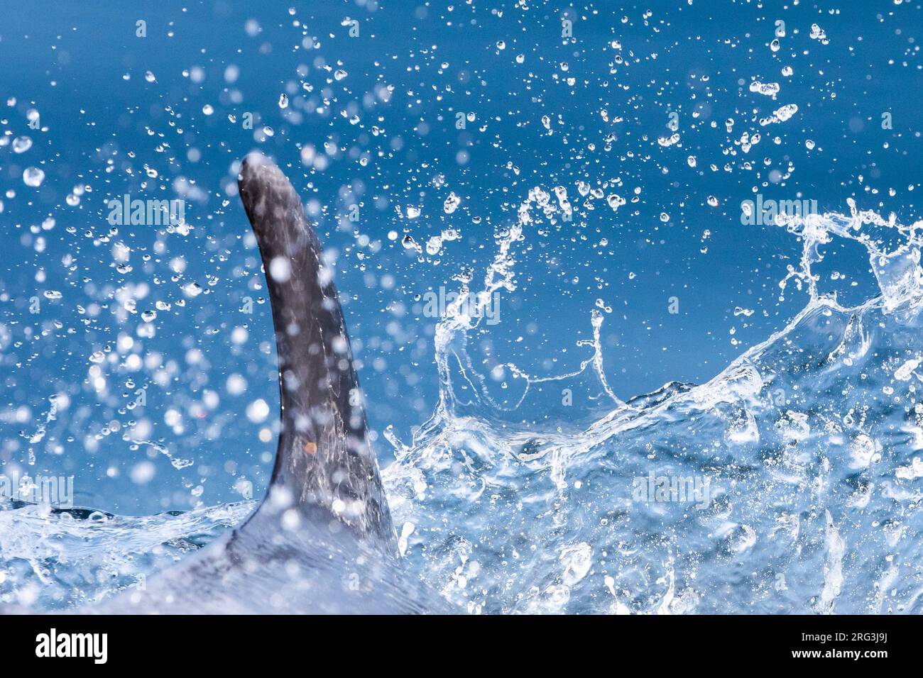 Dorsal fin of a Bottlenose dolphin (Delphinus truncatus) swimming among ...