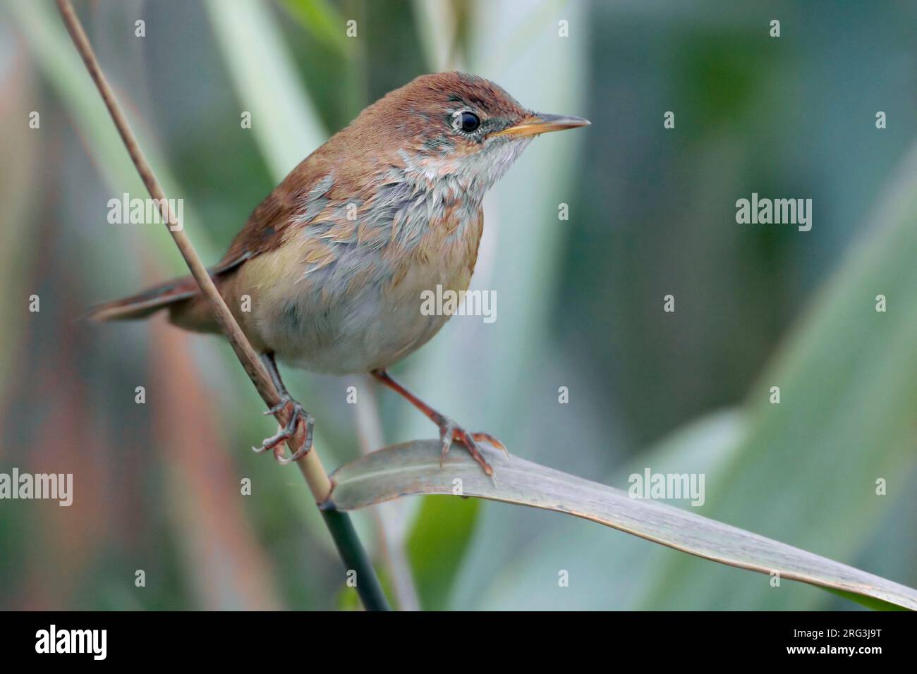 Snor; Savi's Warbler; Locustella luscinioides Stock Photo - Alamy