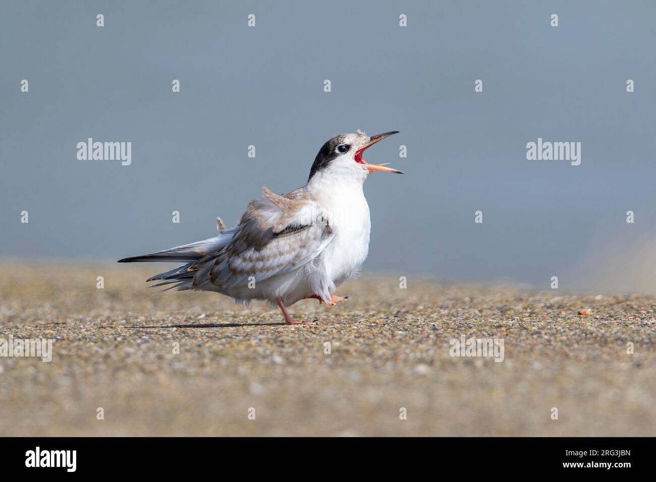 Juvenile common tern hi-res stock photography and images - Alamy