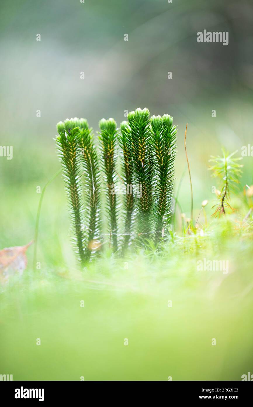 Clubmoss family hi-res stock photography and images - Alamy