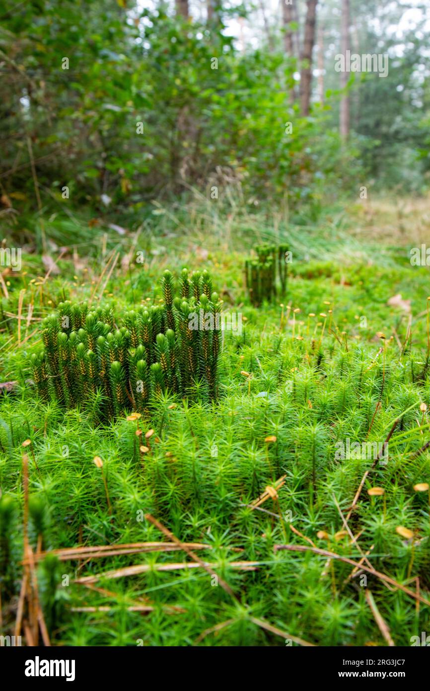 Clubmoss family hi-res stock photography and images - Alamy