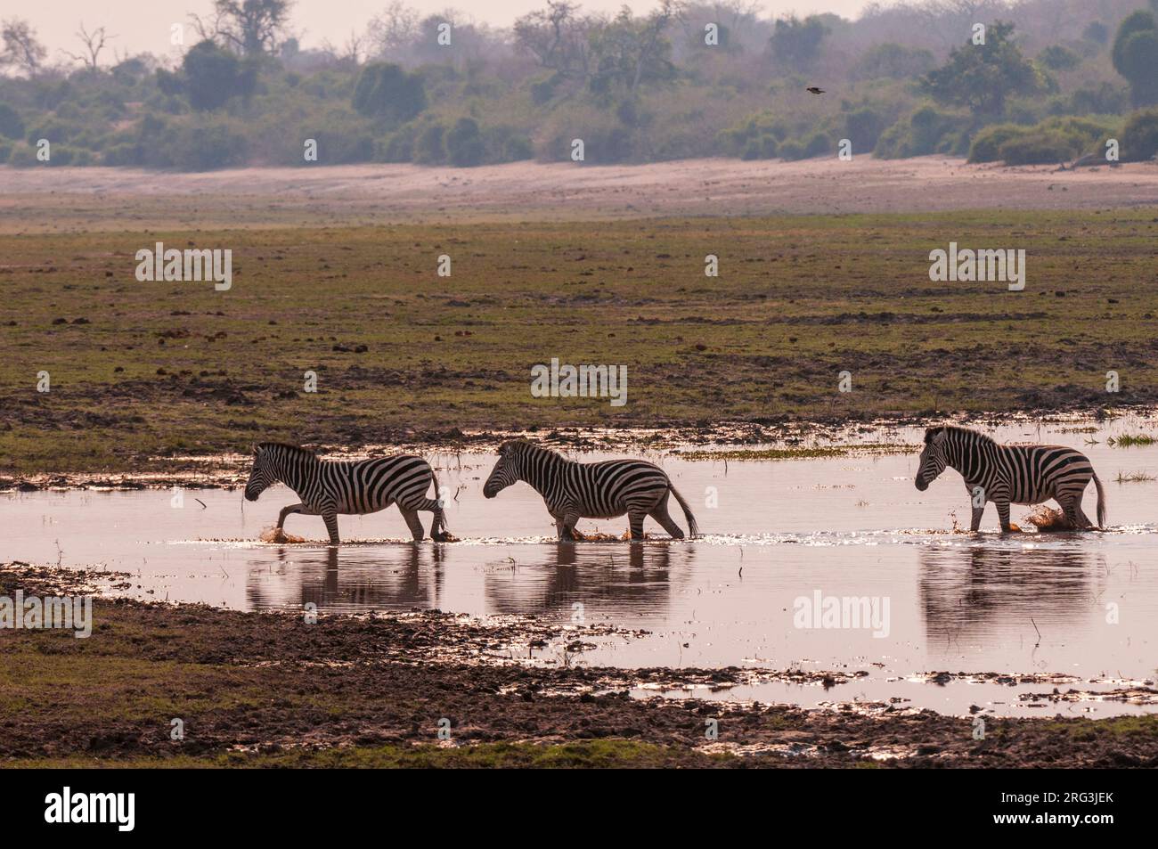 A small group of common zebras, Equus quagga, walking through a wet and ...